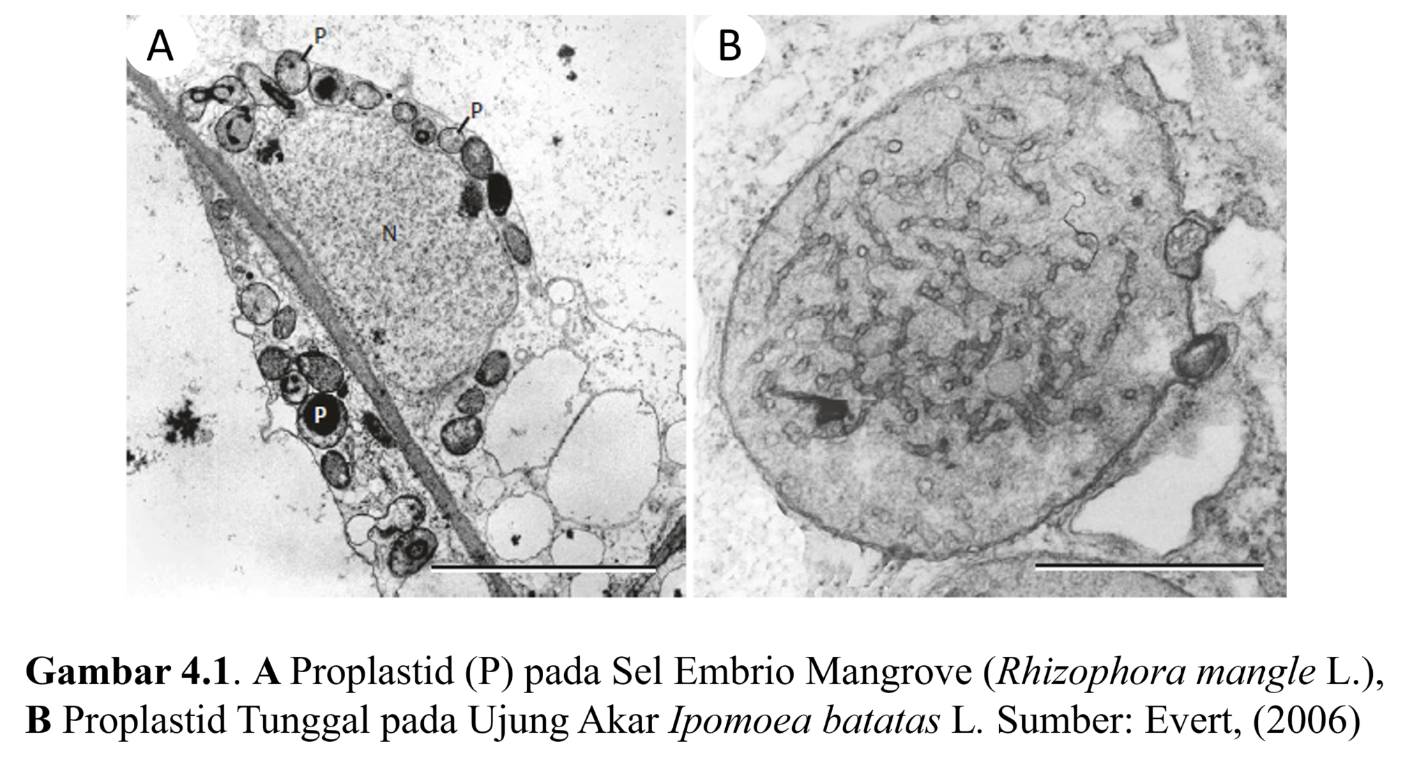 Plastida – Belajar Sel Tumbuhan