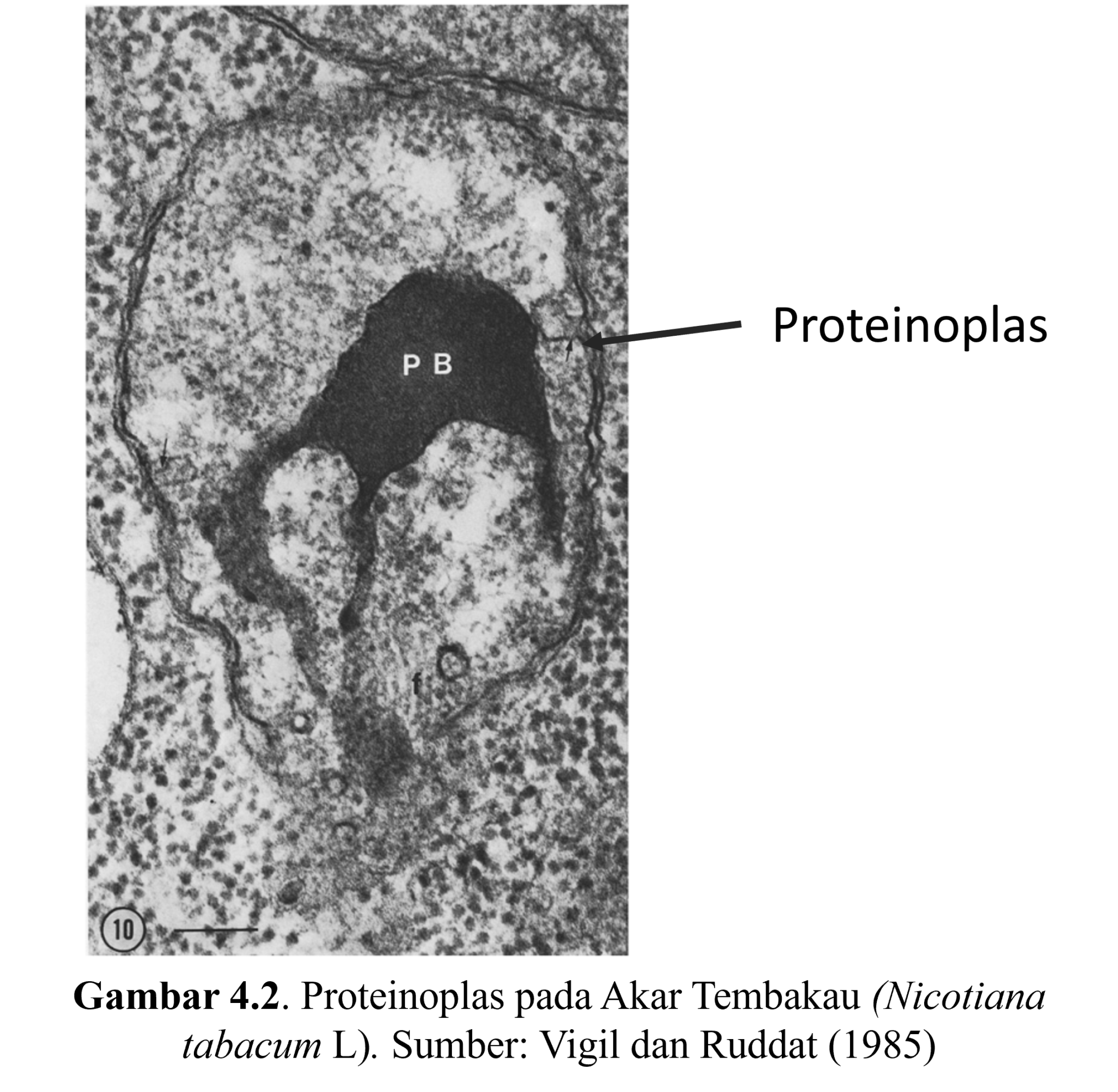 Plastida – Belajar Sel Tumbuhan