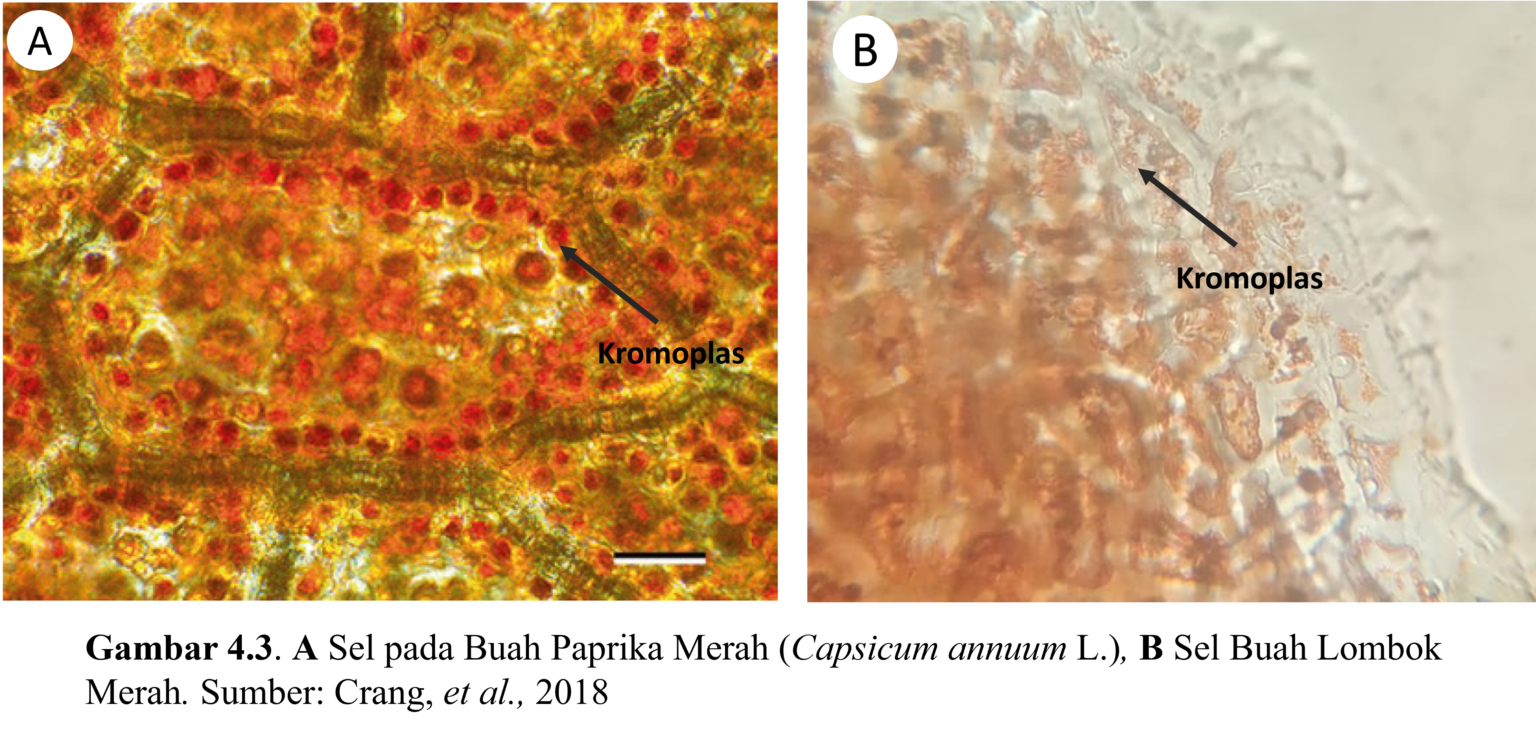 Plastida – Belajar Sel Tumbuhan