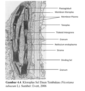 Plastida – Belajar Sel Tumbuhan