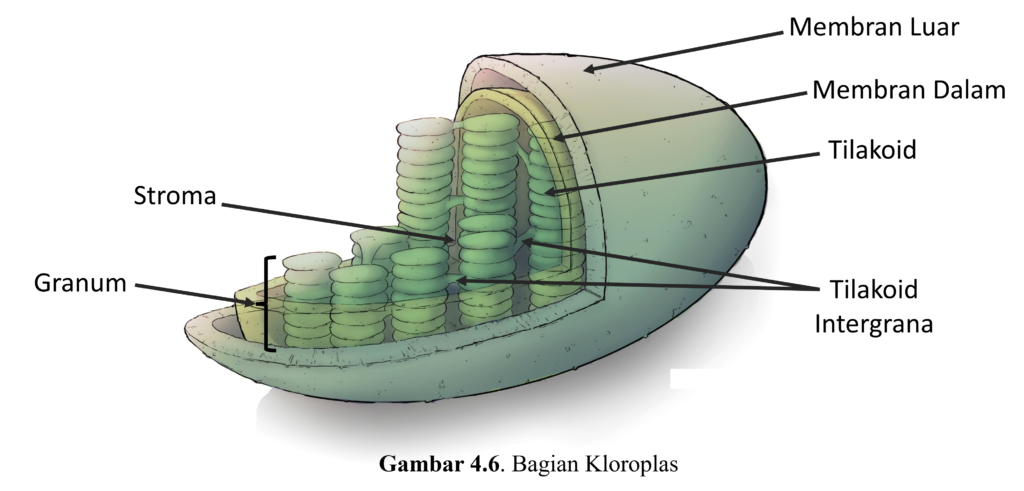 Plastida – Belajar Sel Tumbuhan