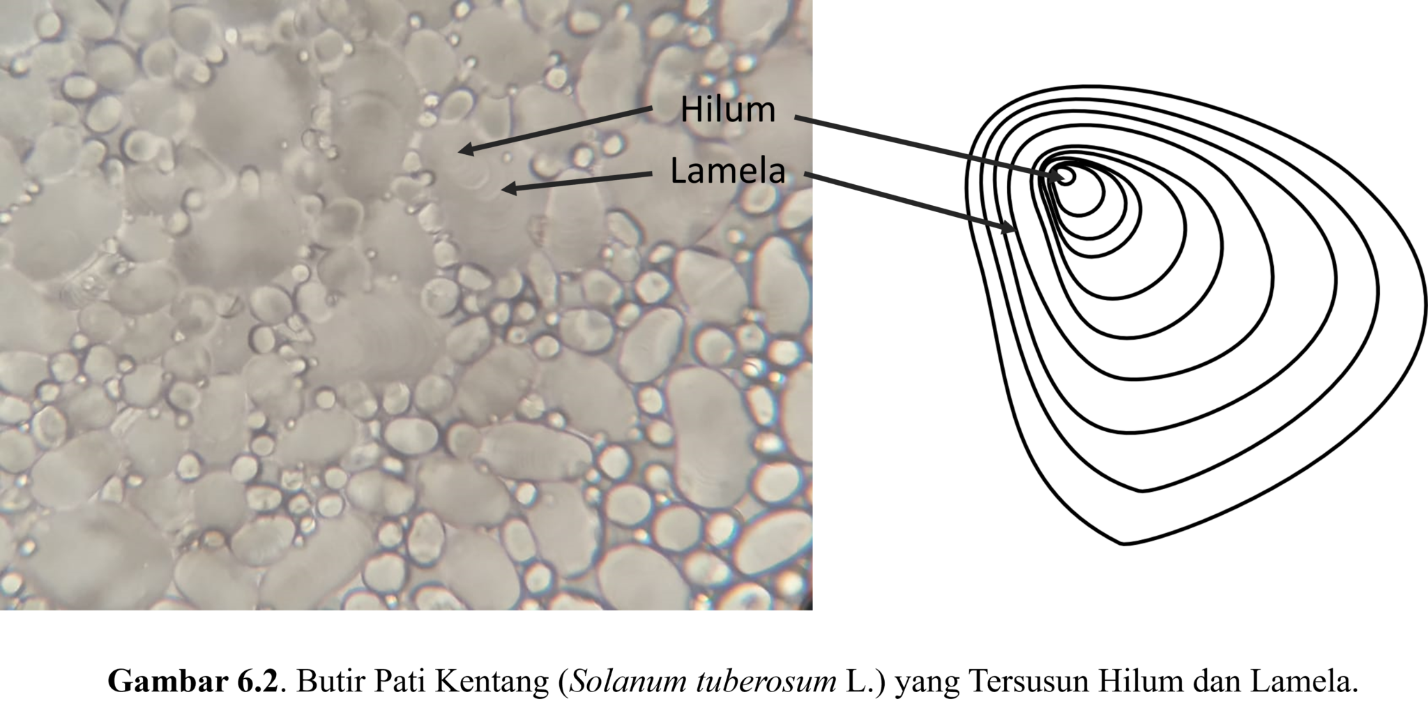 zat ergastik – Belajar Sel Tumbuhan